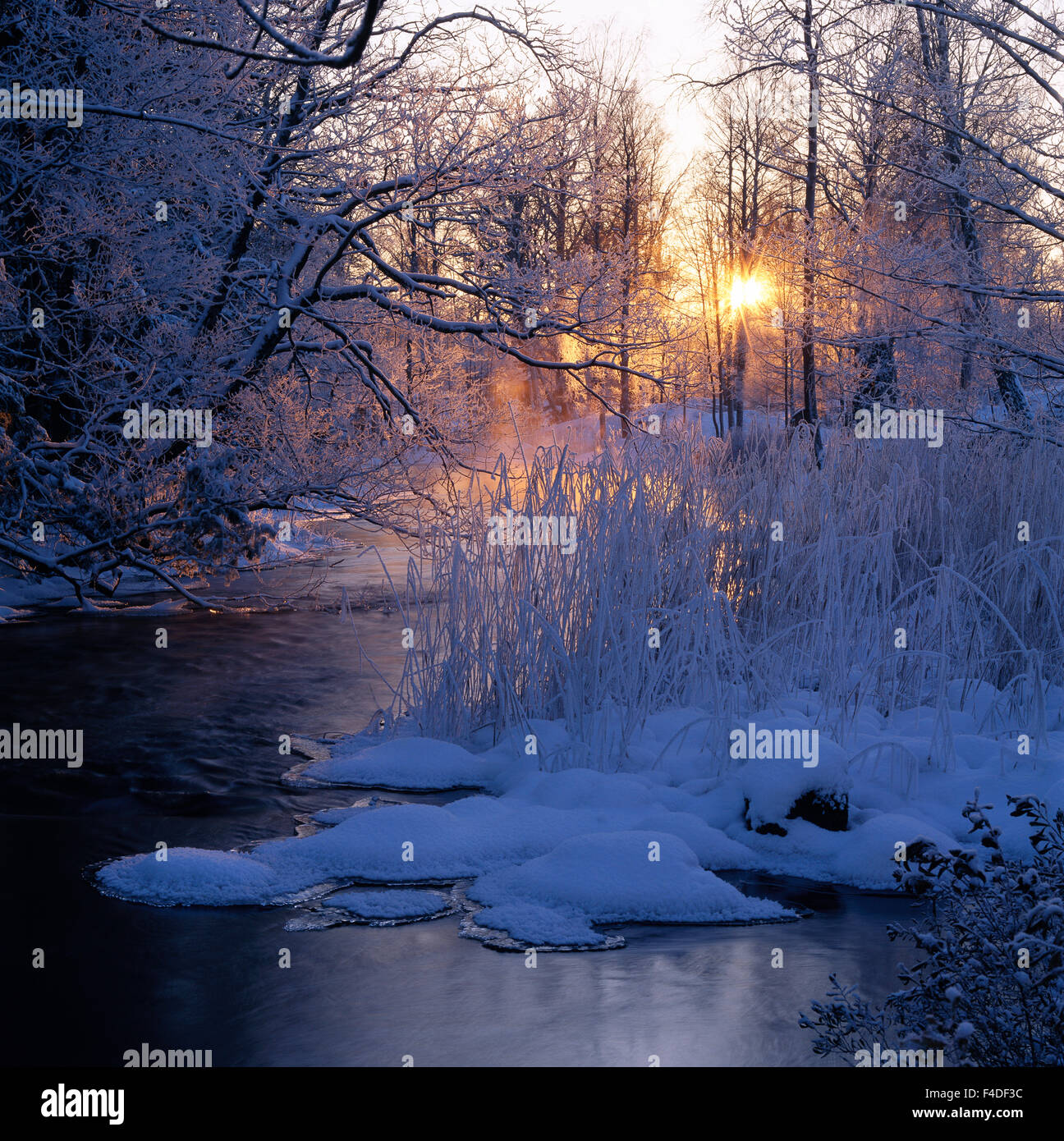 Water and trees in the winter Stock Photo - Alamy