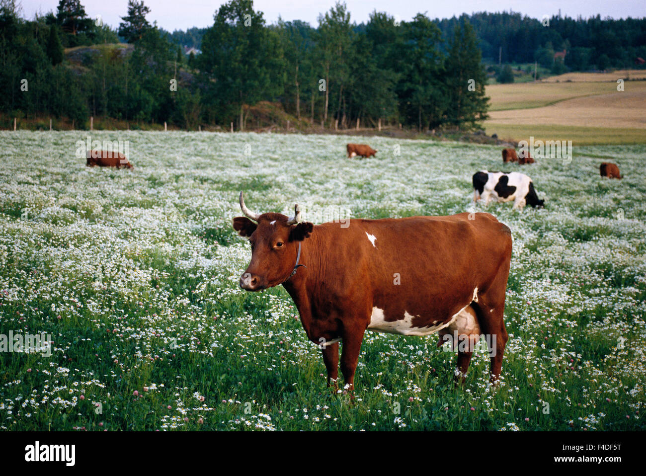 Cows in a field, Sweden Stock Photo - Alamy