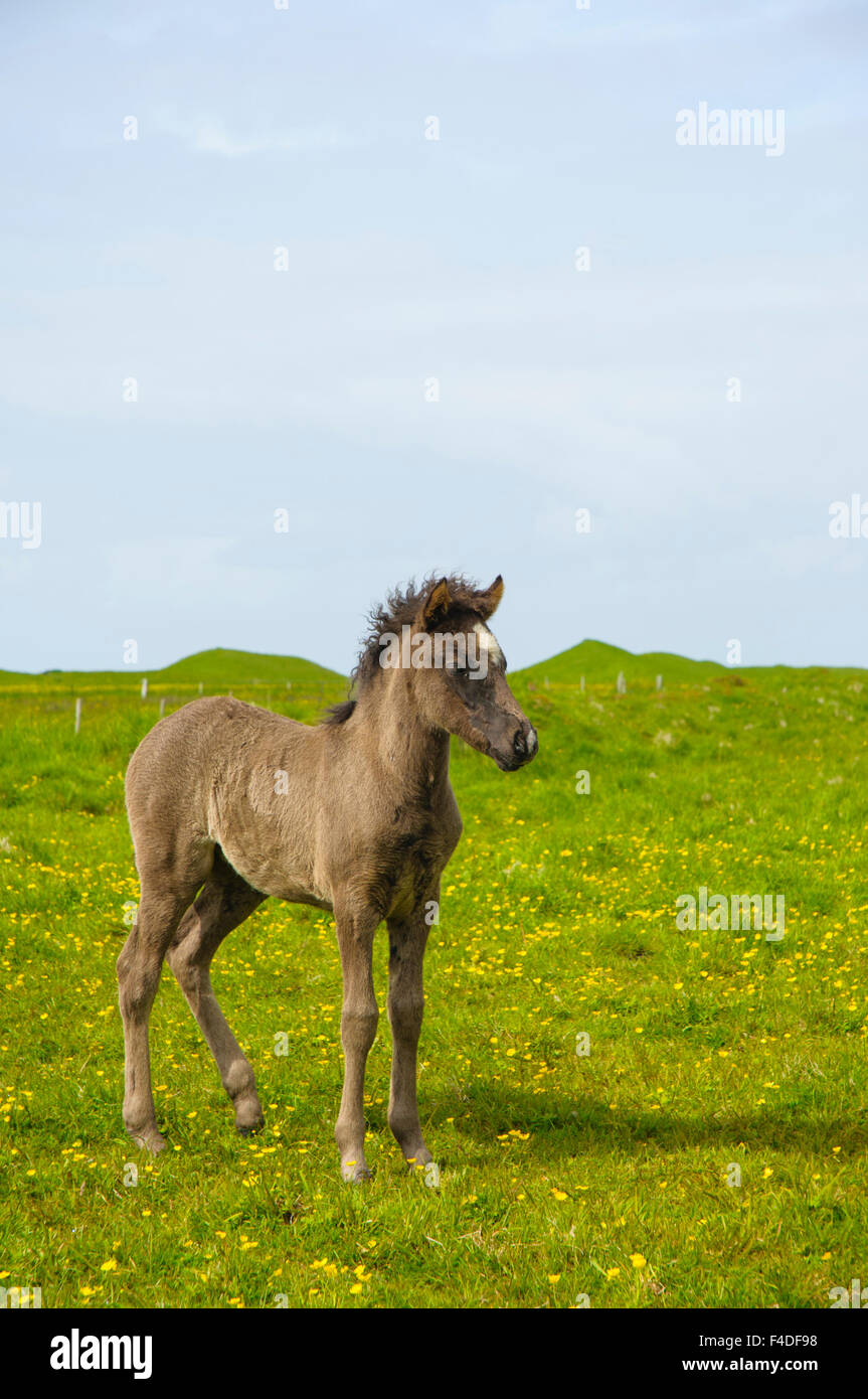 Iceland. Dyrholaey. Icelandic horse foal on a farm Stock Photo - Alamy