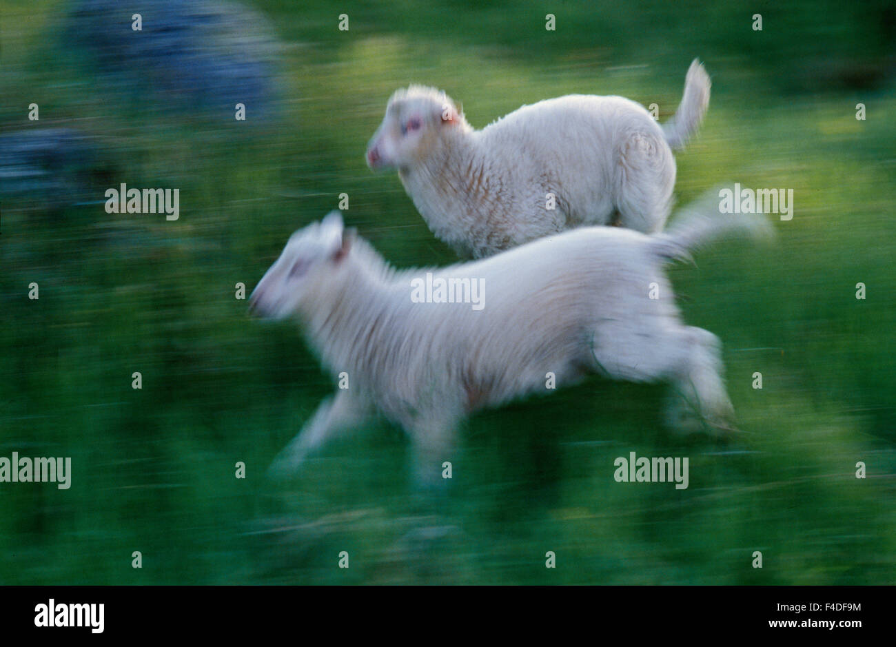 Two lambs running hi-res stock photography and images - Alamy
