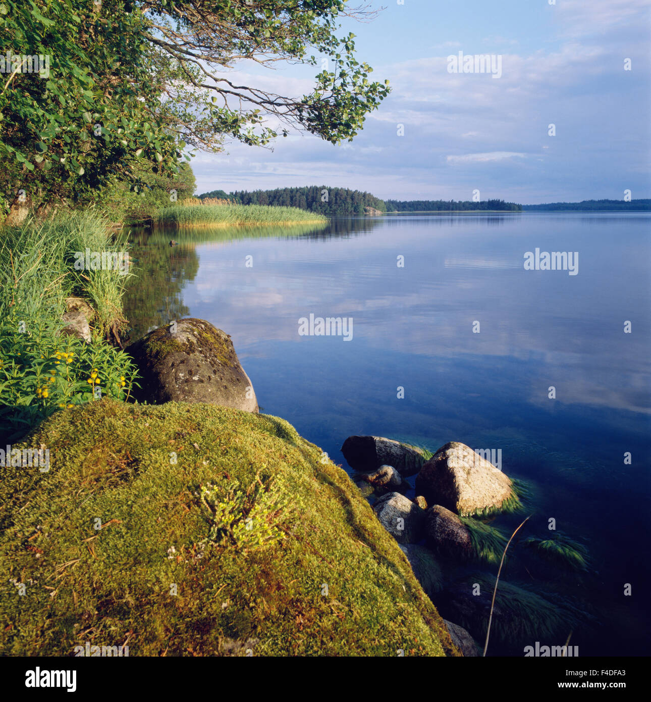 Mossy rocks by river Stock Photo - Alamy