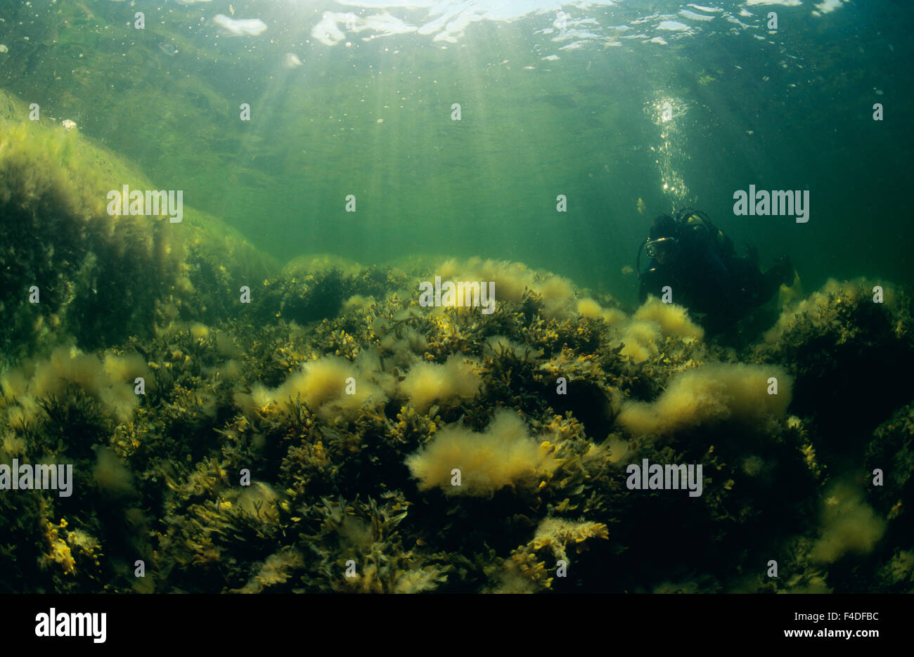 Diver underwater by aquatic plants Stock Photo - Alamy