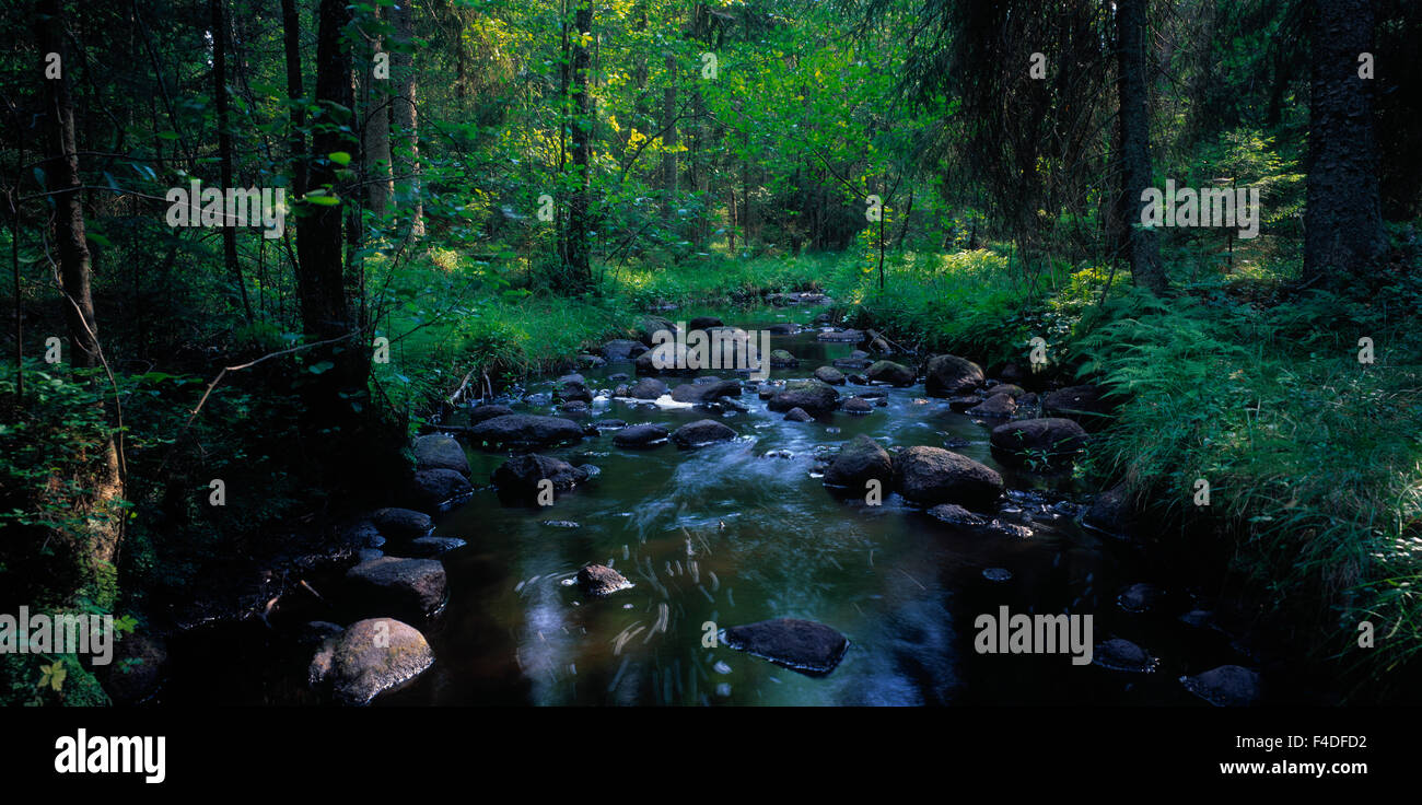 Stream running through lush forest Stock Photo - Alamy