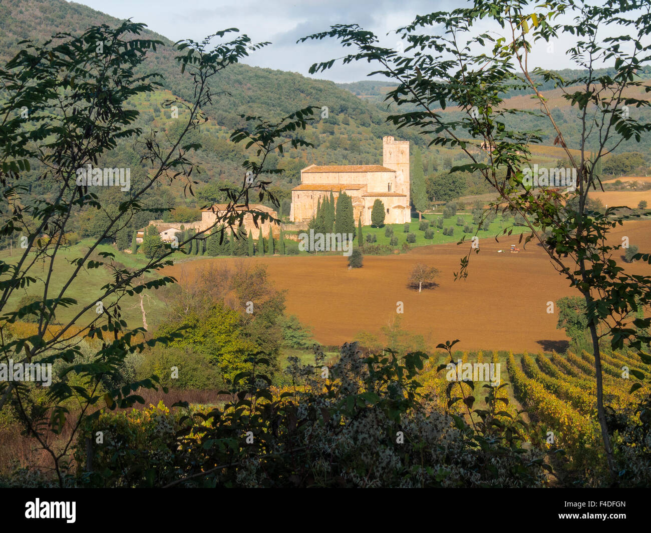 Europe, Italy, Tuscany. Vineyard and olive trees with the Abbey of Sant ...