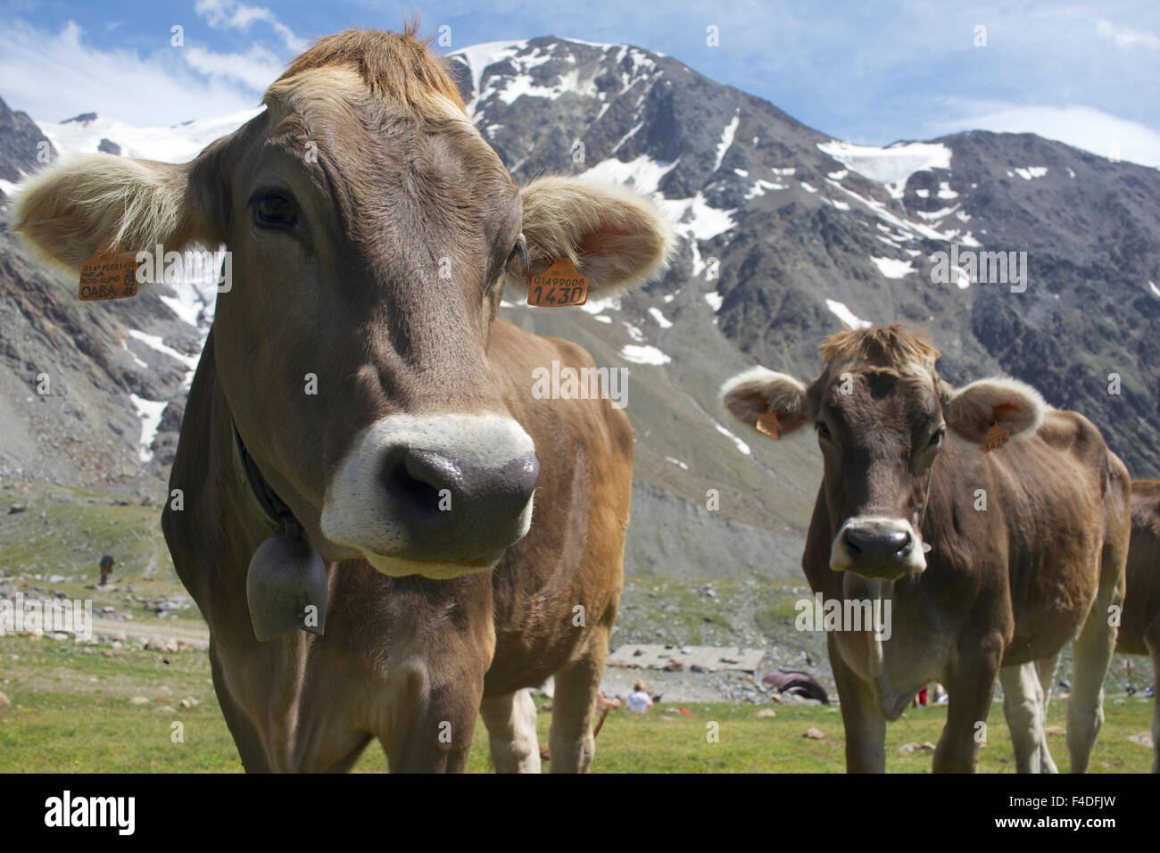 Bruna alpine hi-res stock photography and images - Alamy