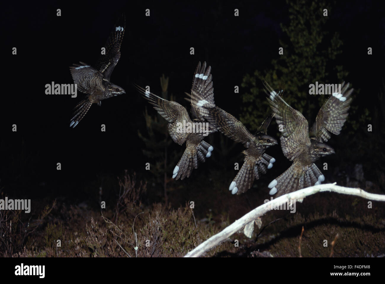Nightjar image hi-res stock photography and images - Alamy