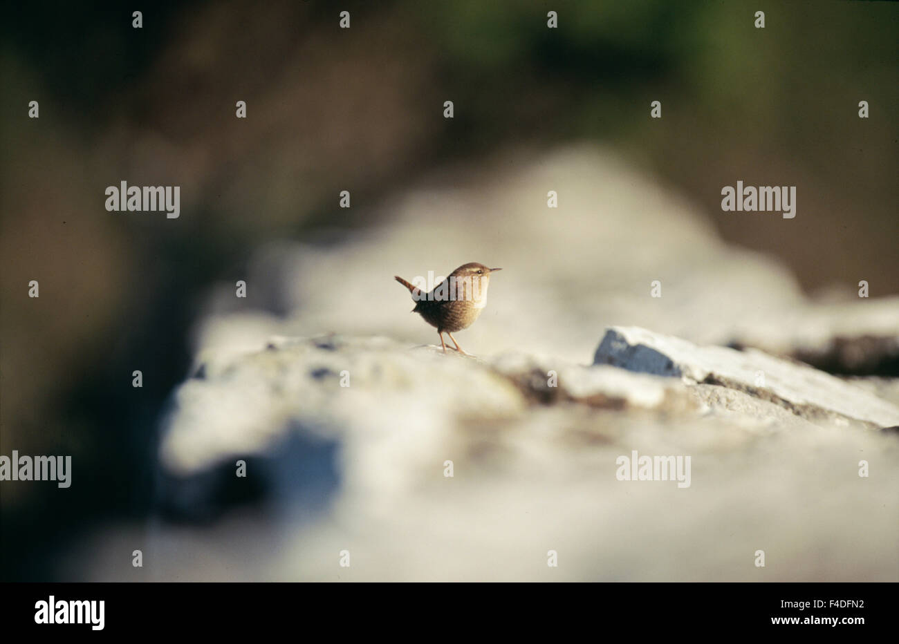 Bird sitting on rock Stock Photo - Alamy