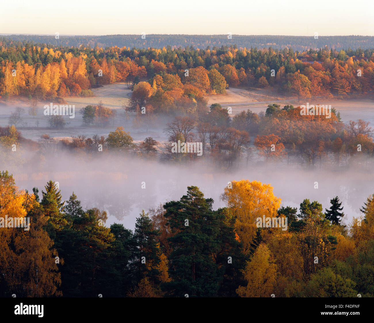 Fog over autumn coloured forest Stock Photo - Alamy