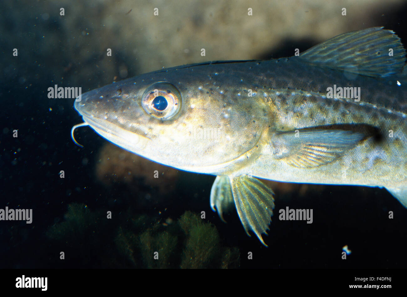 Lubb hi-res stock photography and images - Alamy