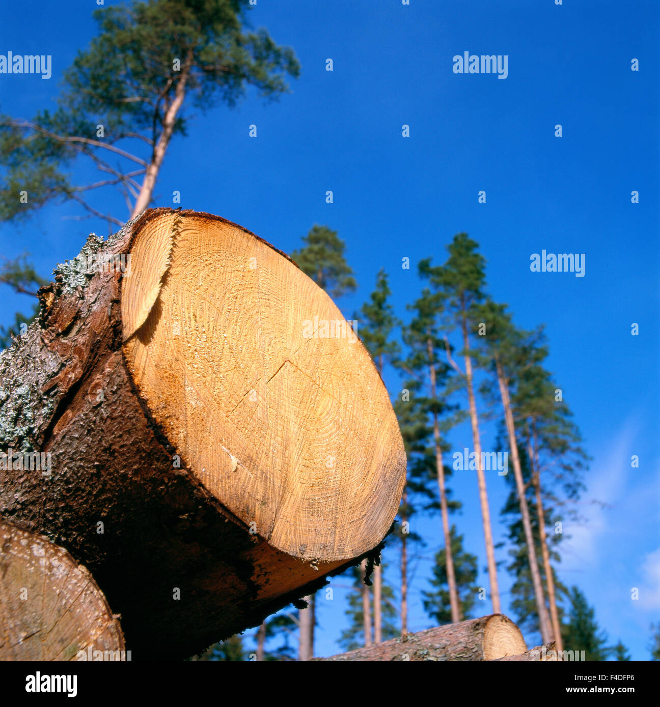 Timber in a forest, Sweden Stock Photo - Alamy