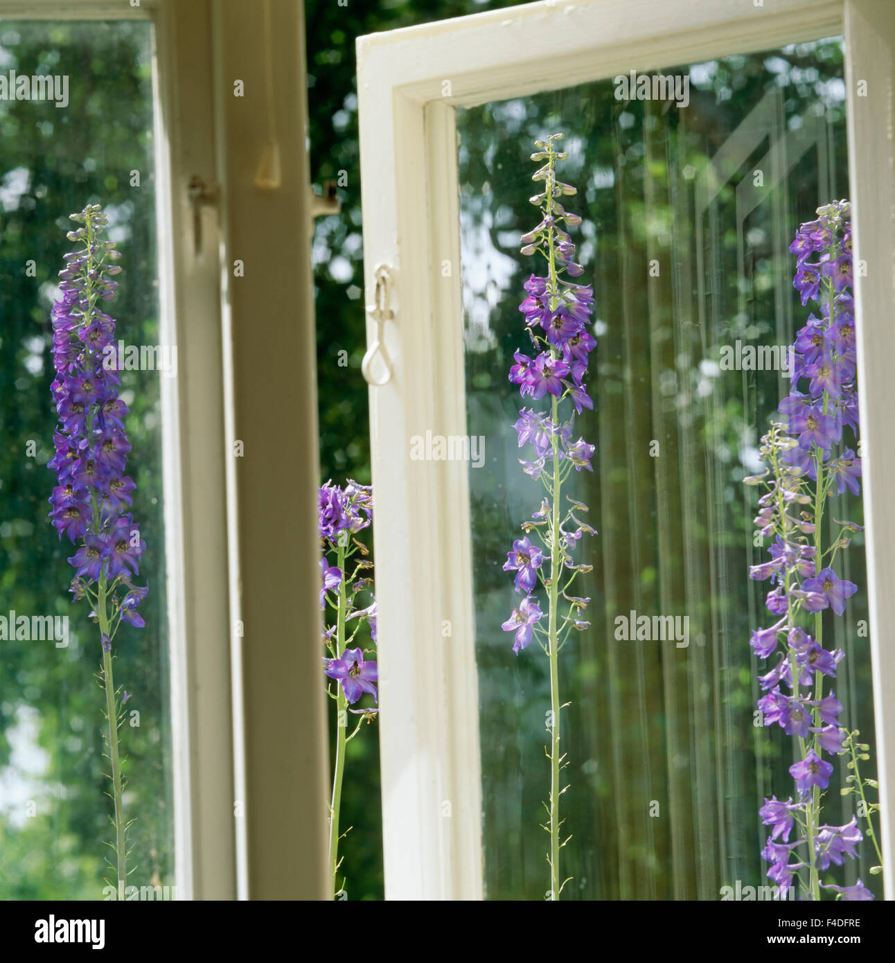 Flowers by an open window Stock Photo - Alamy