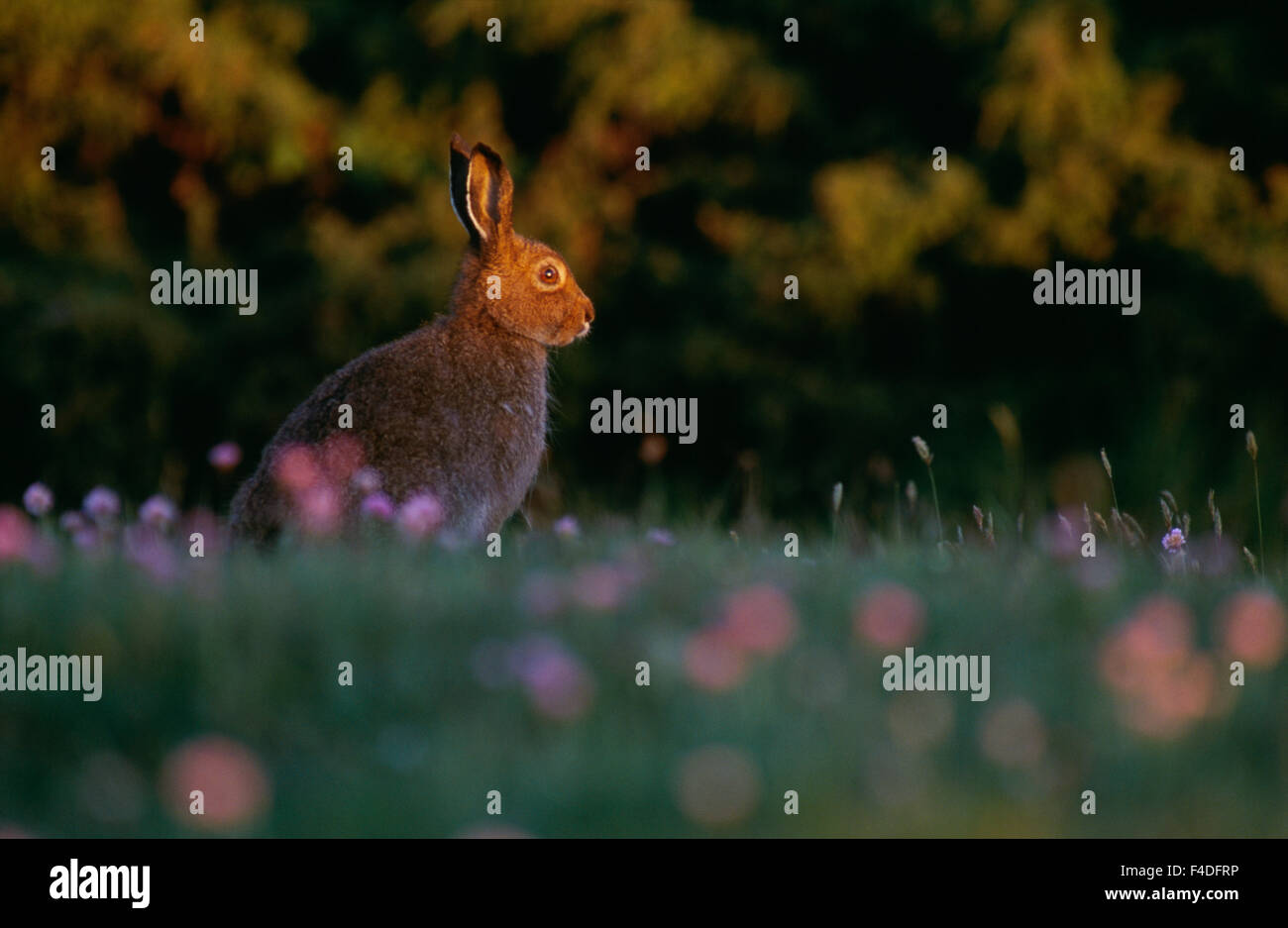 Hare front view hi-res stock photography and images - Alamy