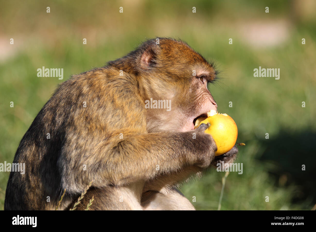 Macaque bite hi-res stock photography and images - Alamy
