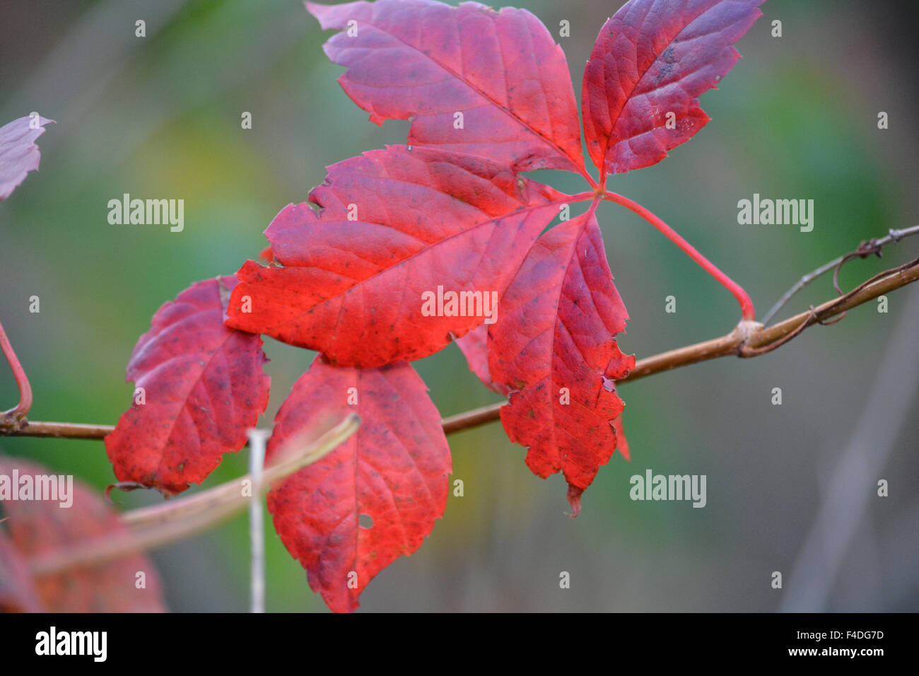 Red fall leaves hi-res stock photography and images - Alamy