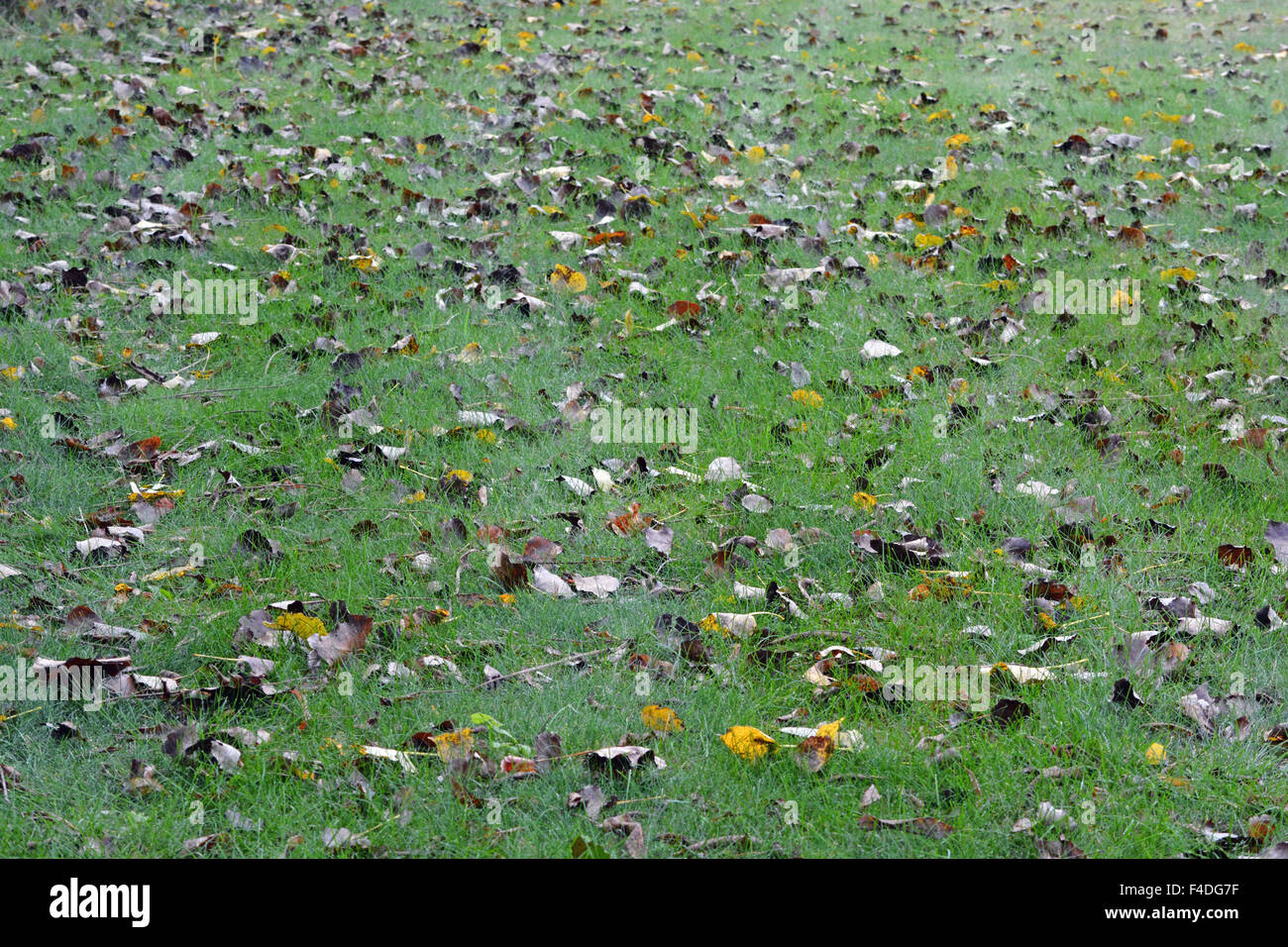 scattered leaves on grass Stock Photo - Alamy