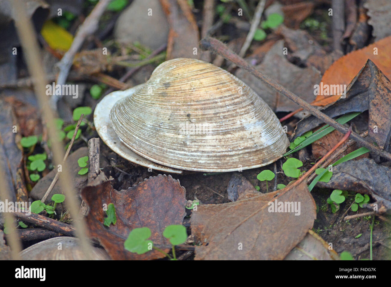 Shell in the woods Stock Photo - Alamy