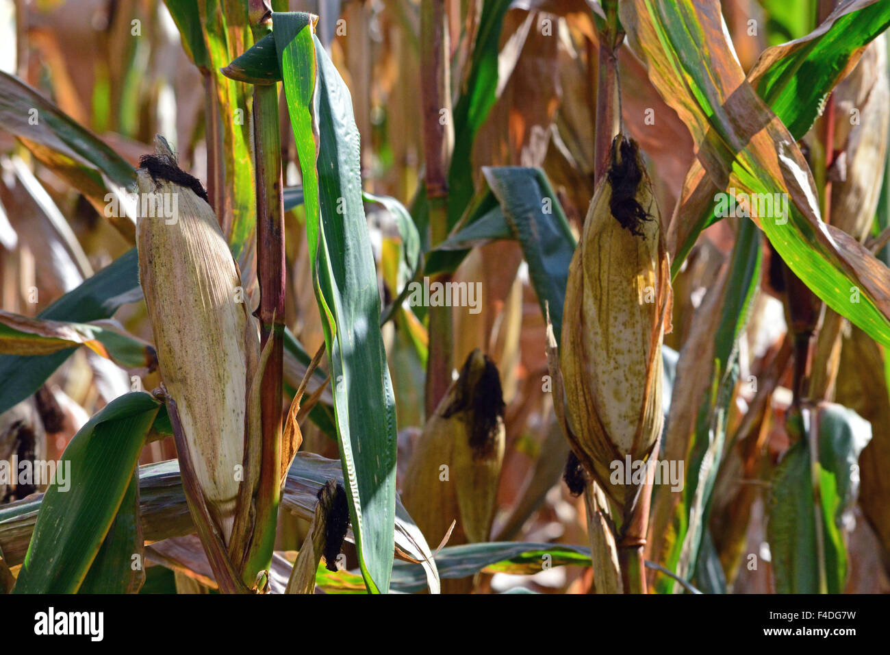 Corn in the field Stock Photo - Alamy