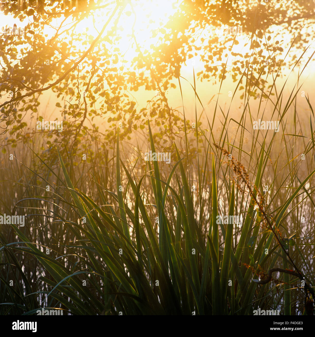 Reeds in the morning sun, Sweden Stock Photo - Alamy
