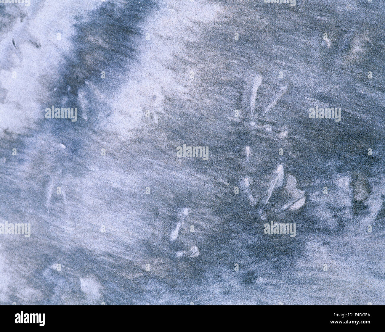 Trace of wild ducks Stock Photo - Alamy