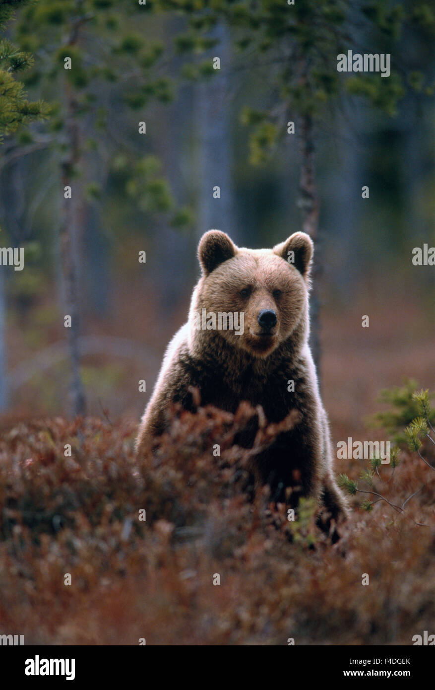 A bear in the forest Stock Photo - Alamy