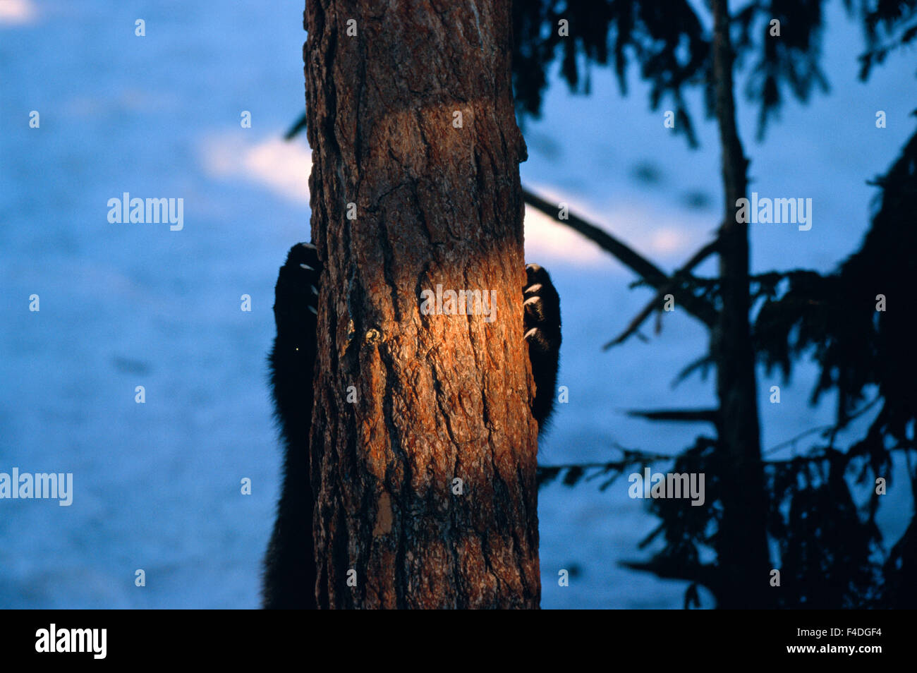 Wolverine claw hi-res stock photography and images - Alamy