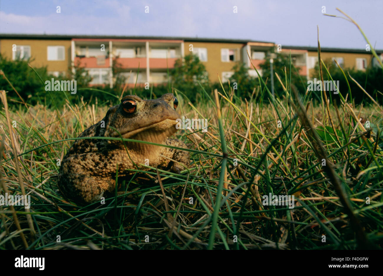 Frog on grass, close-up Stock Photo - Alamy