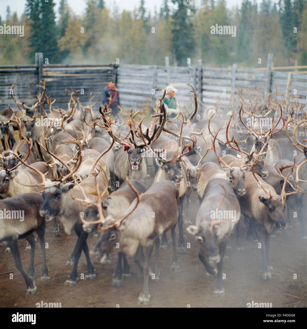 Large group of reindeer in pen, elevated view Stock Photo - Alamy