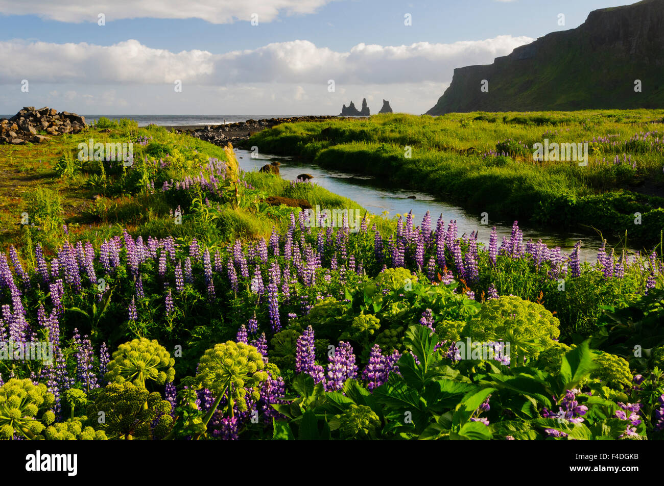 Iceland. South. Vik i Myrdal. Stream running down to the beach through ...