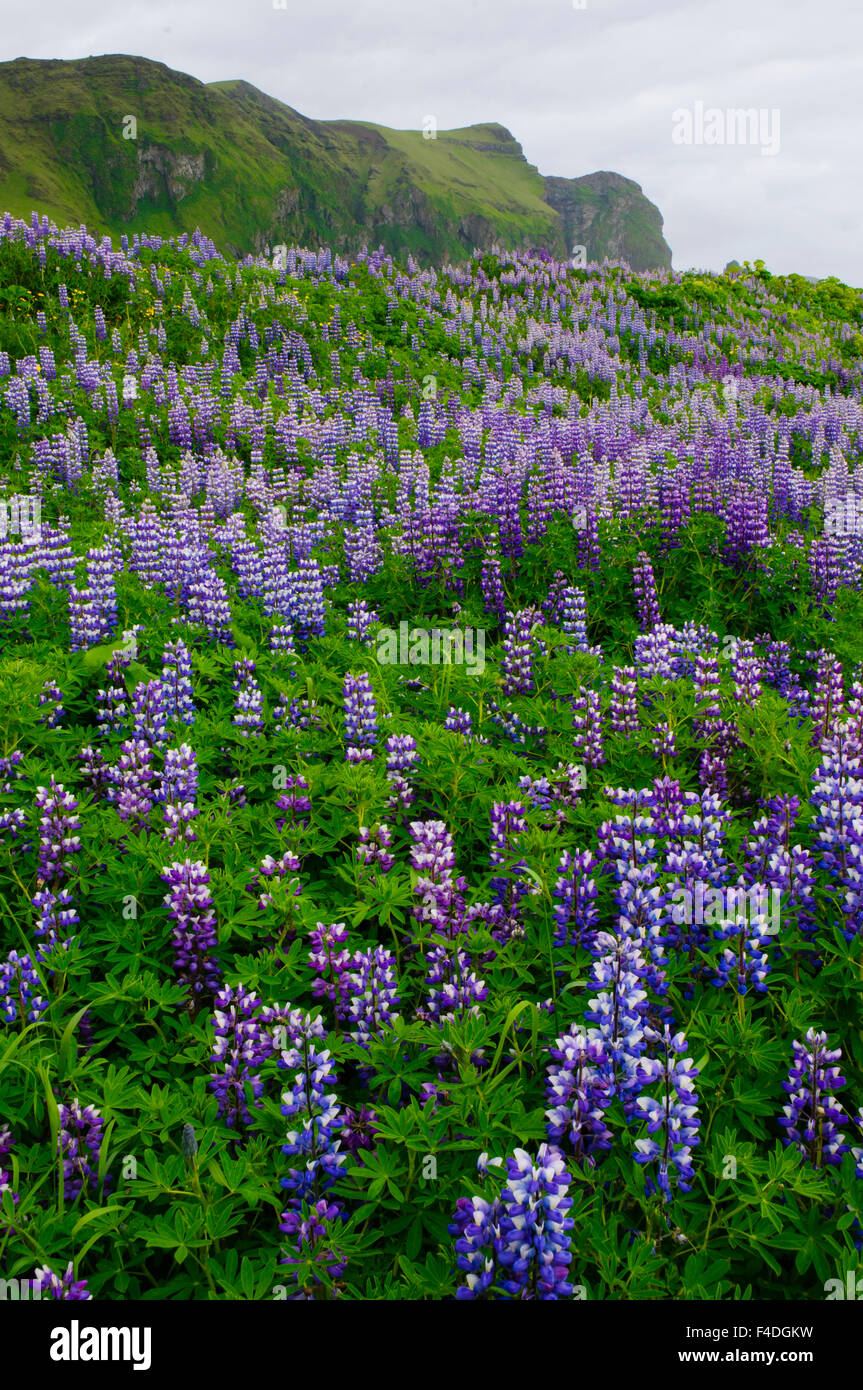 Iceland. Vik i Myrdal. Field of Lupines (Lupinus nootkatensis Stock ...