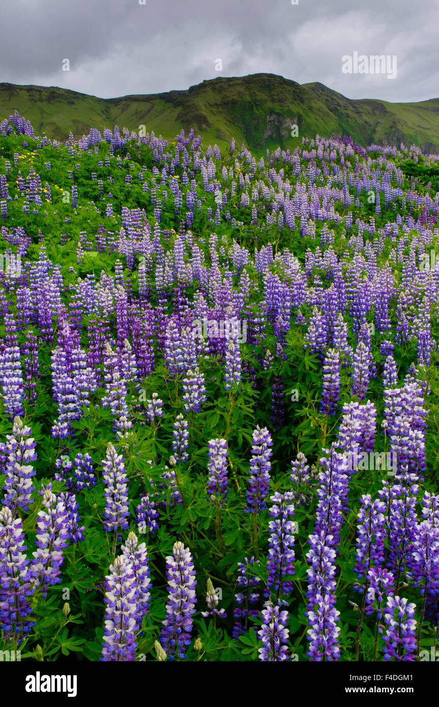 Iceland. Vik i Myrdal. Field of Lupines (Lupinus nootkatensis Stock ...