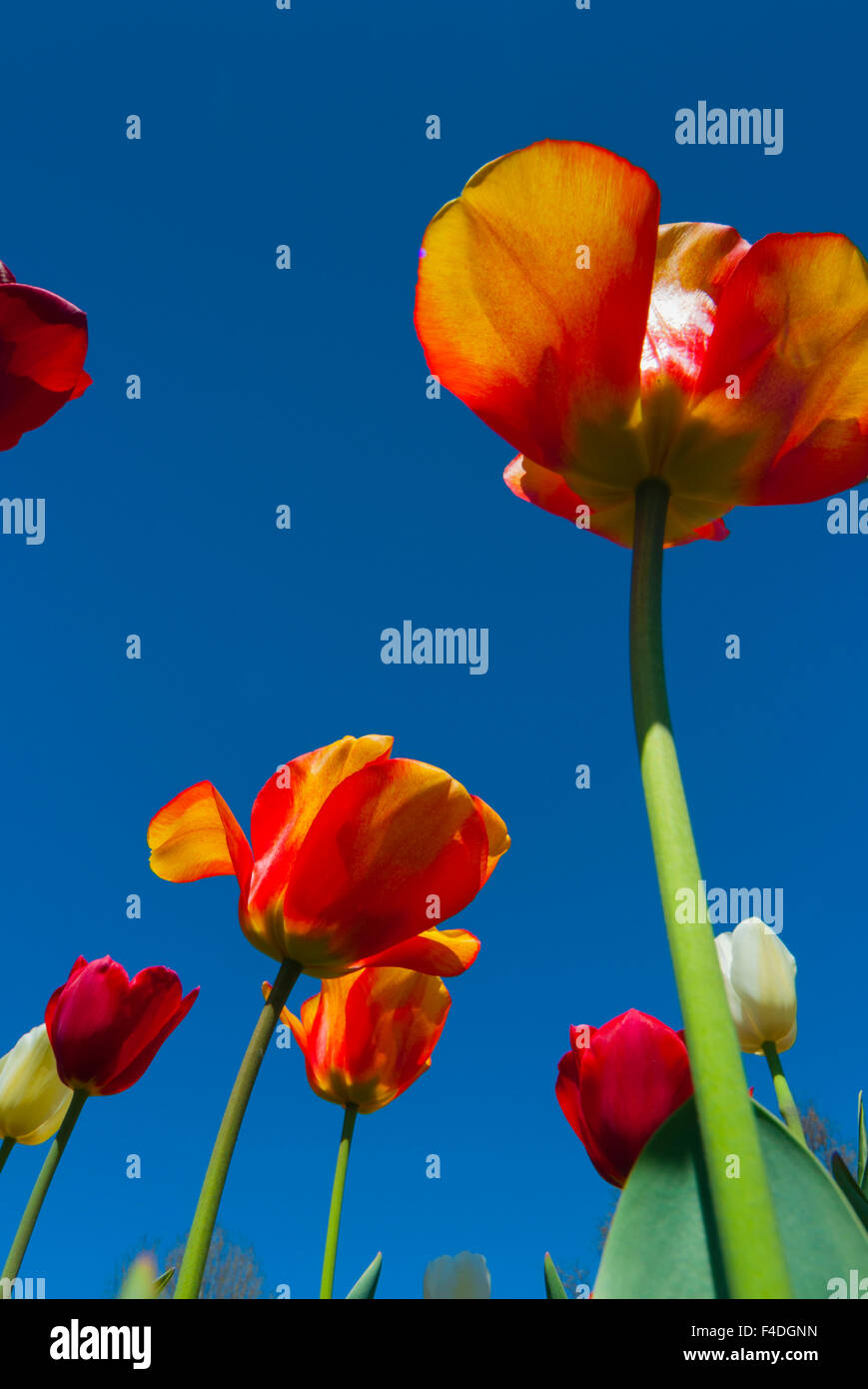 Tulip (Tulipa spp Stock Photo - Alamy