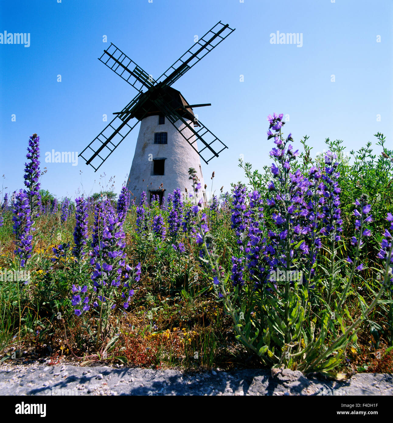 Windmill and flowers Stock Photo - Alamy