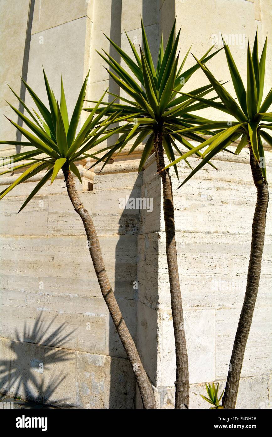 palm trees next to trajan's column in rome italy Stock Photo - Alamy