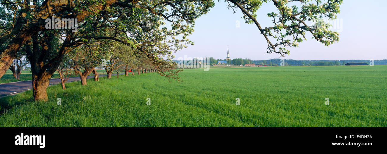 An alley by a green field, Sweden Stock Photo - Alamy