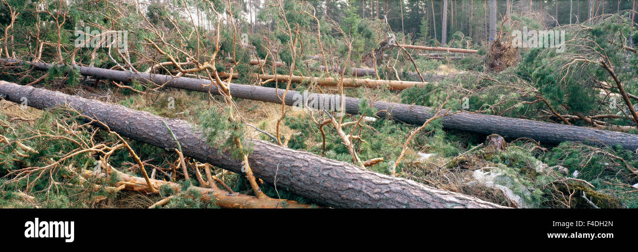 Trees cut down from forest Stock Photo - Alamy