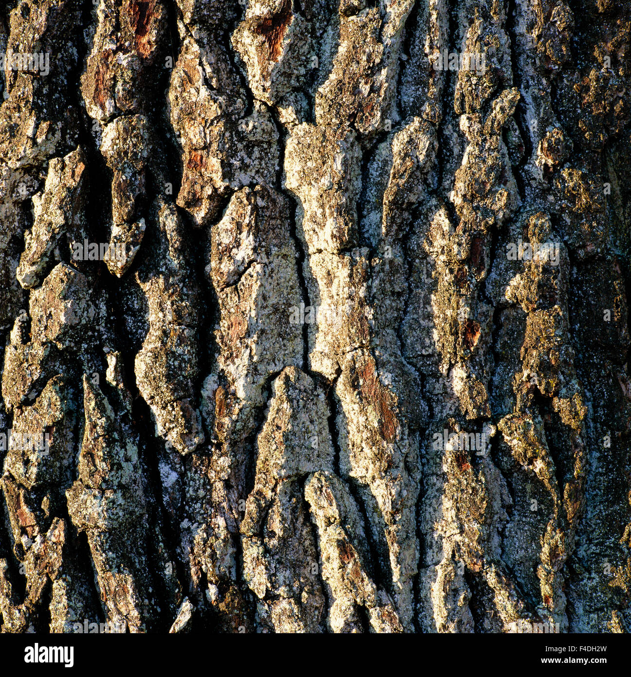 The bark of an oak tree Stock Photo - Alamy