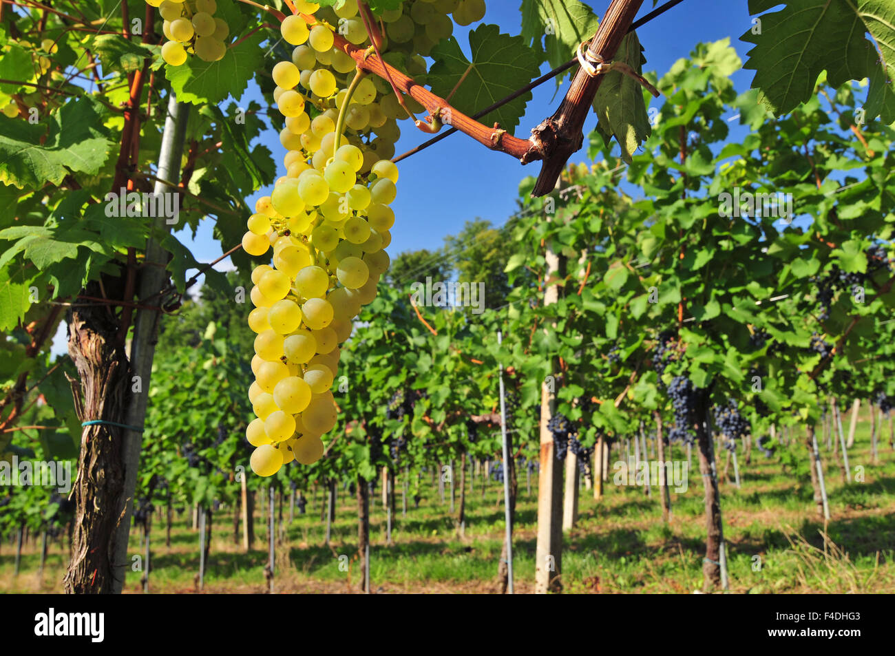 White grape vine hi-res stock photography and images - Alamy