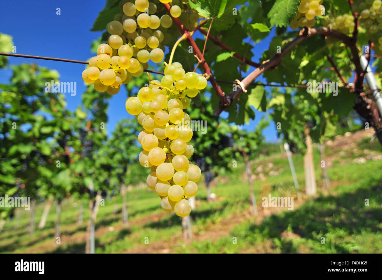 White grape vine hi-res stock photography and images - Alamy