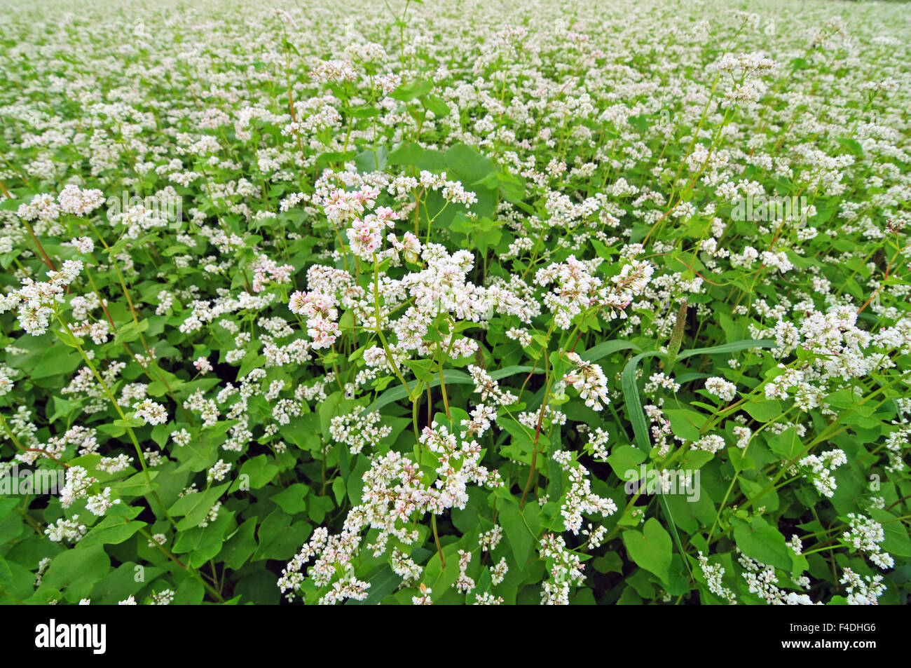 Buckwheat hi-res stock photography and images - Alamy