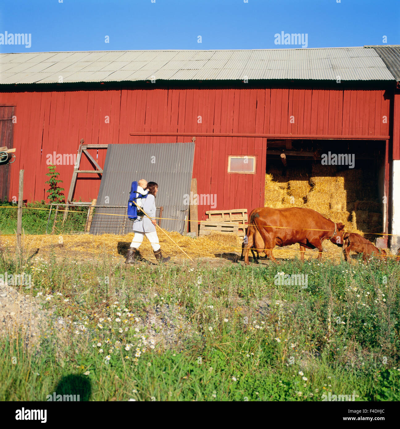 Woman hunting cow Stock Photo - Alamy