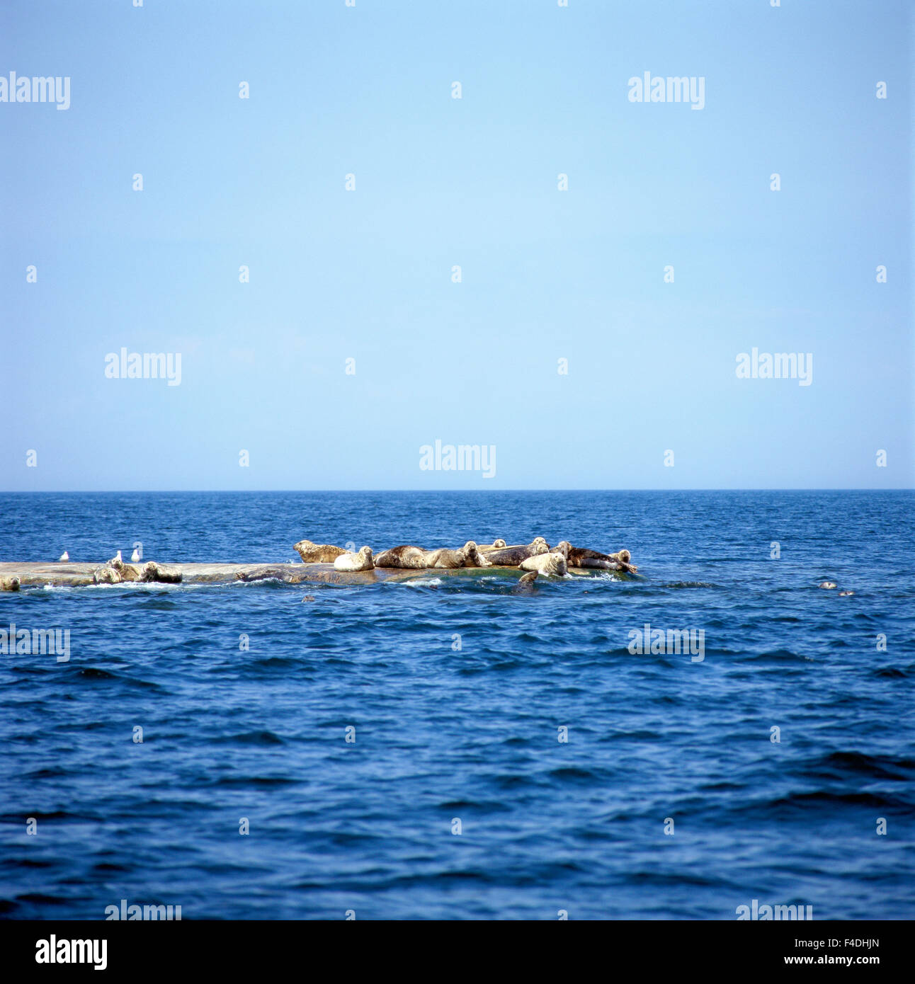 Sels hi-res stock photography and images - Alamy