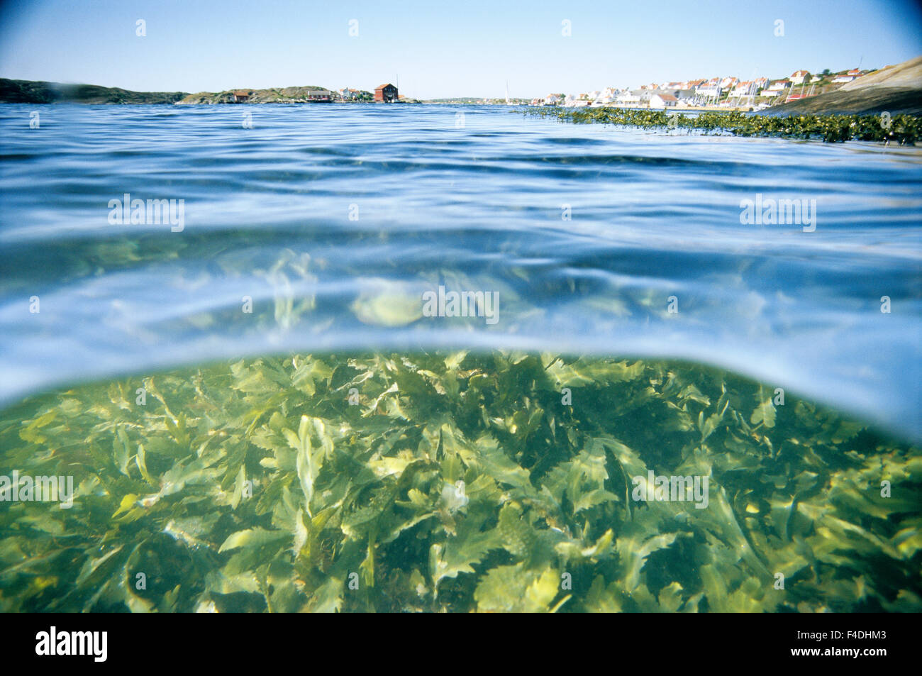Seaweed and fishing village, Bohuslan, Sweden Stock Photo - Alamy