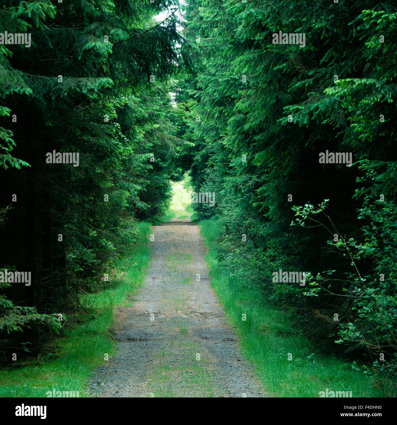 Narrow path in the forest Stock Photo - Alamy