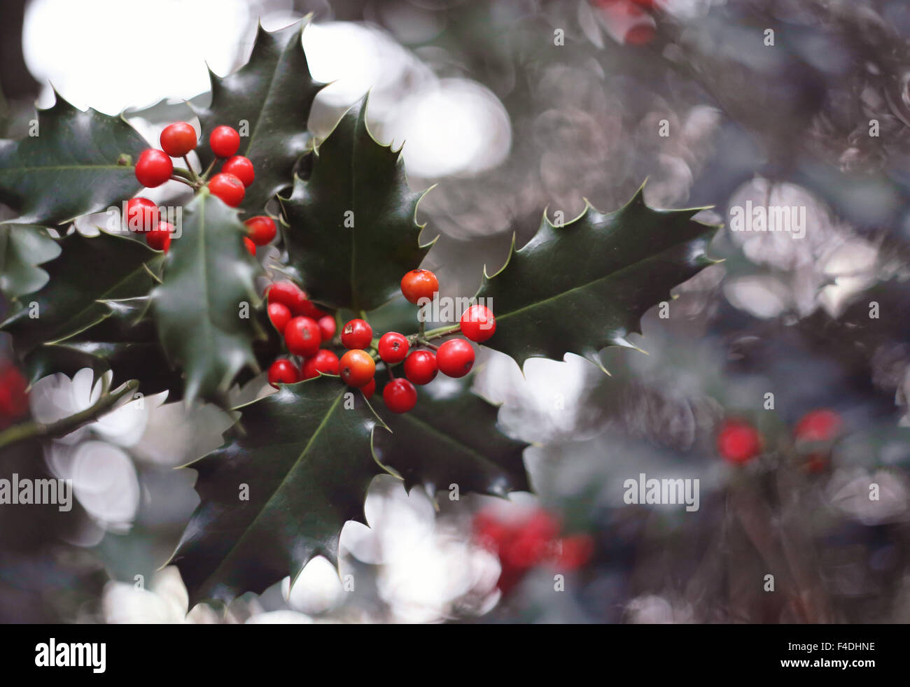 Holly Tree High Resolution Stock Photography and Images - Alamy