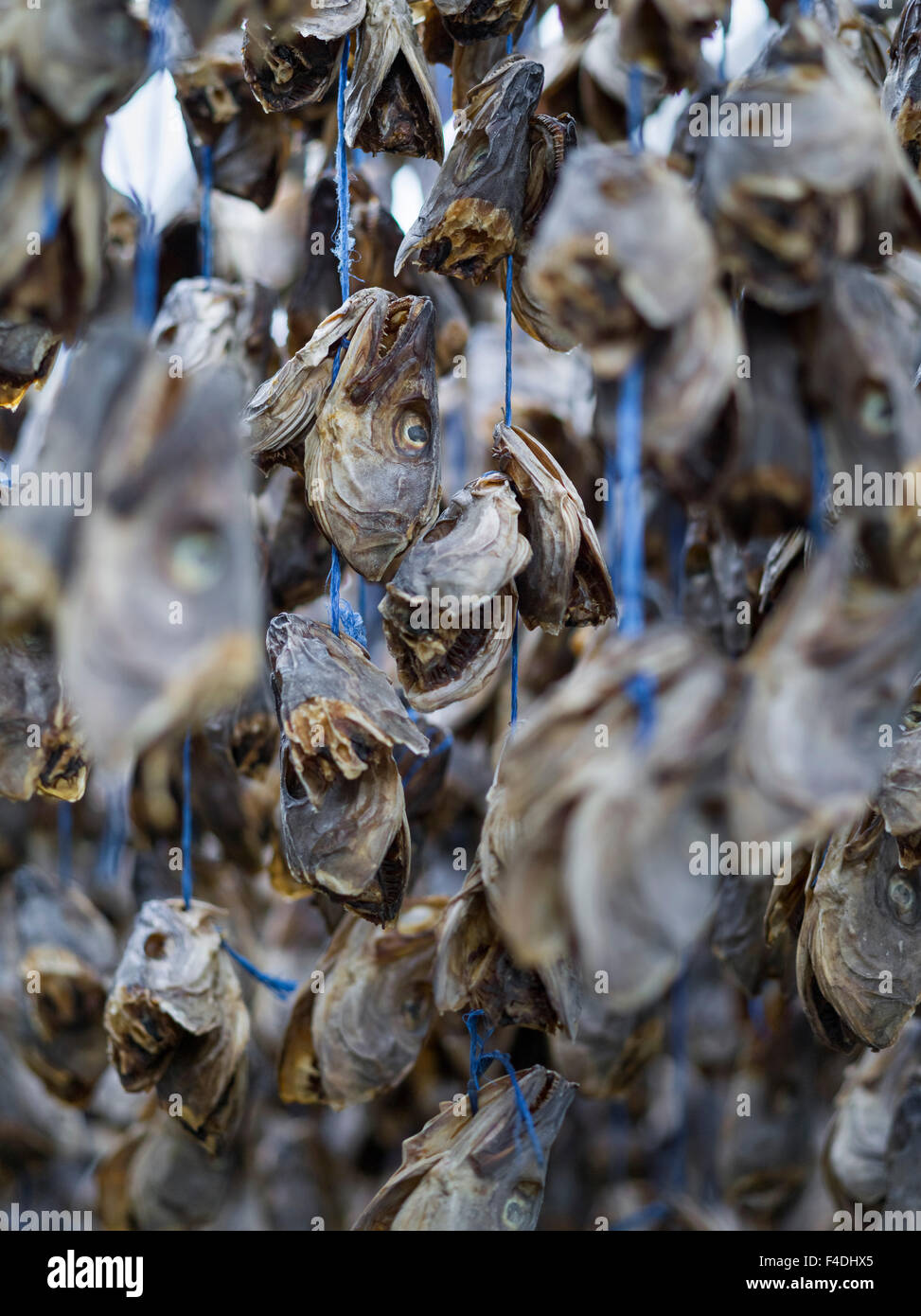 Ghana dried fish hi-res stock photography and images - Alamy