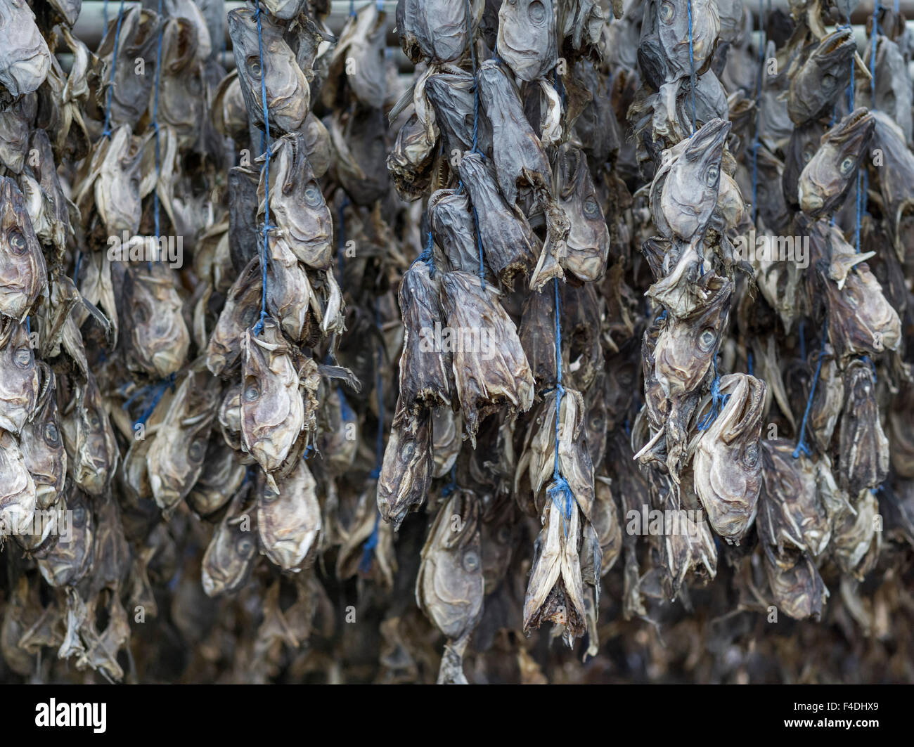 Ghana dried fish hi-res stock photography and images - Alamy