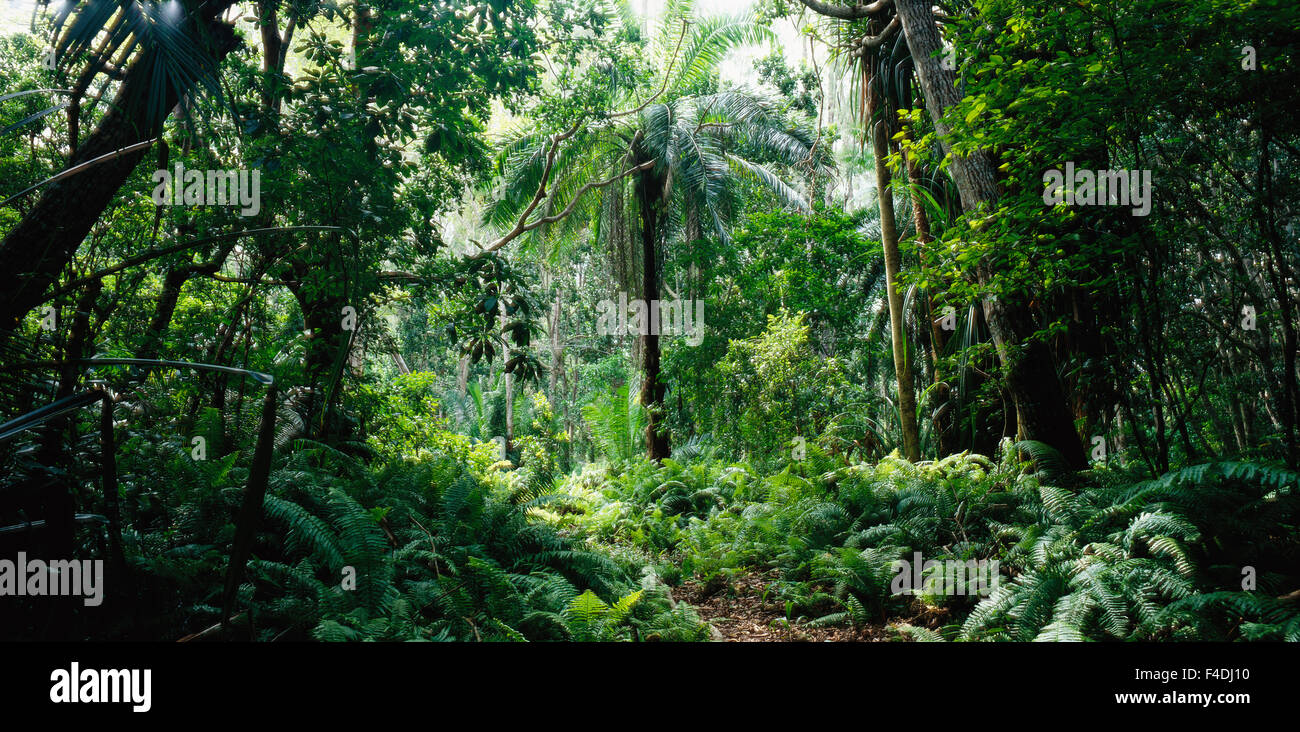 Forest with bushy trees Stock Photo - Alamy
