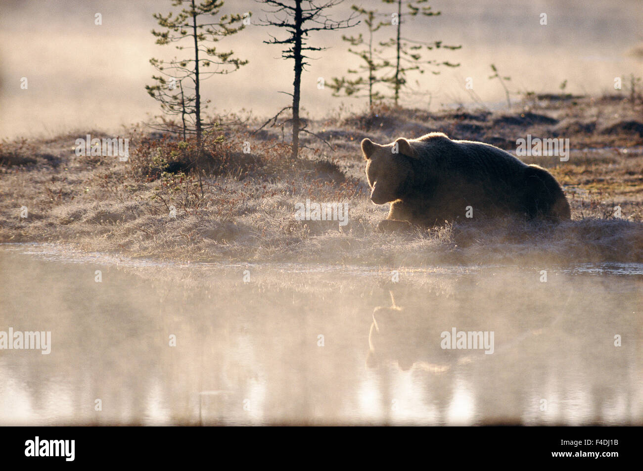Finland animals hi-res stock photography and images - Alamy