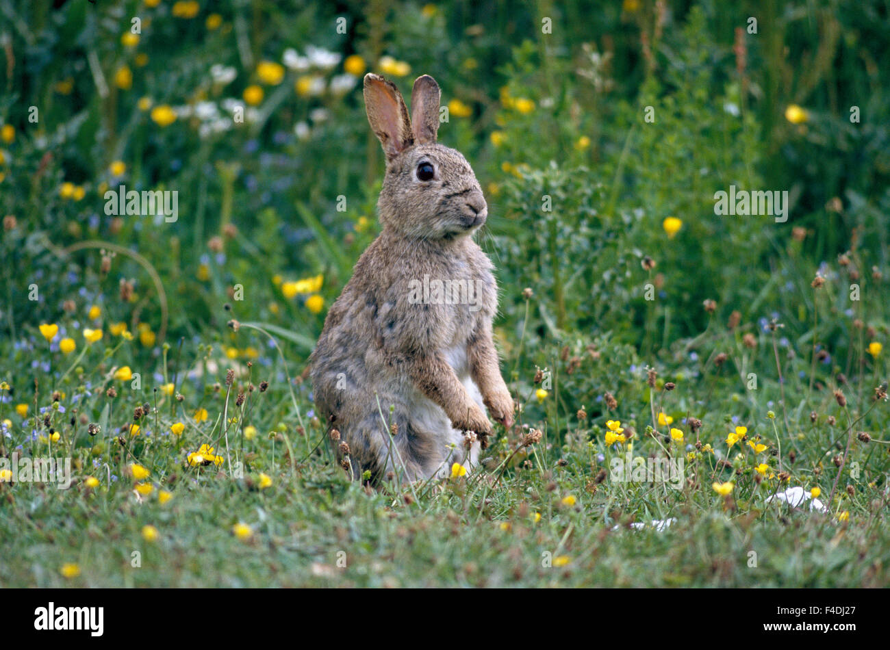Gotland rabbit hi-res stock photography and images - Alamy