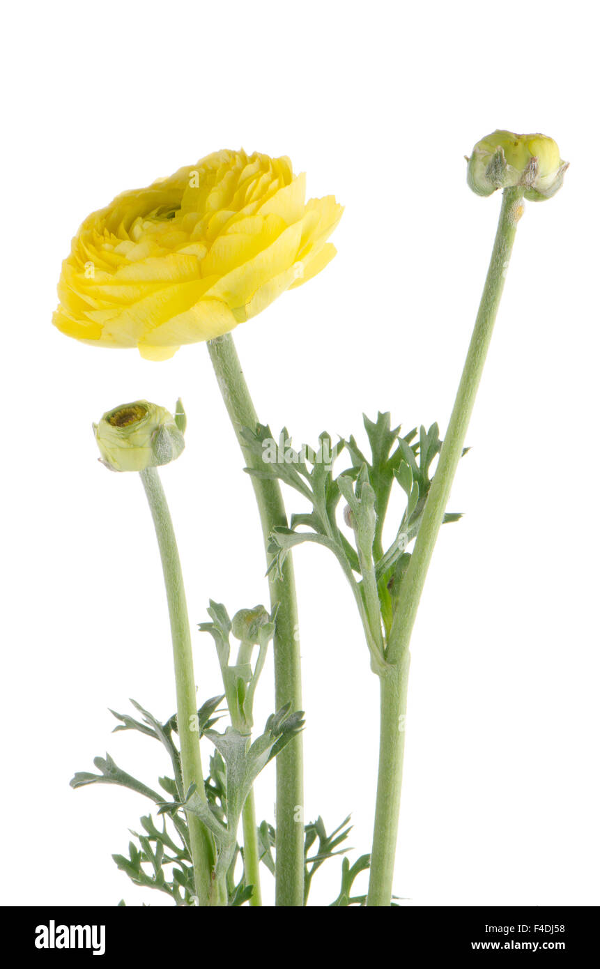 Beautiful yellow eustoma isolated on white background Stock Photo - Alamy